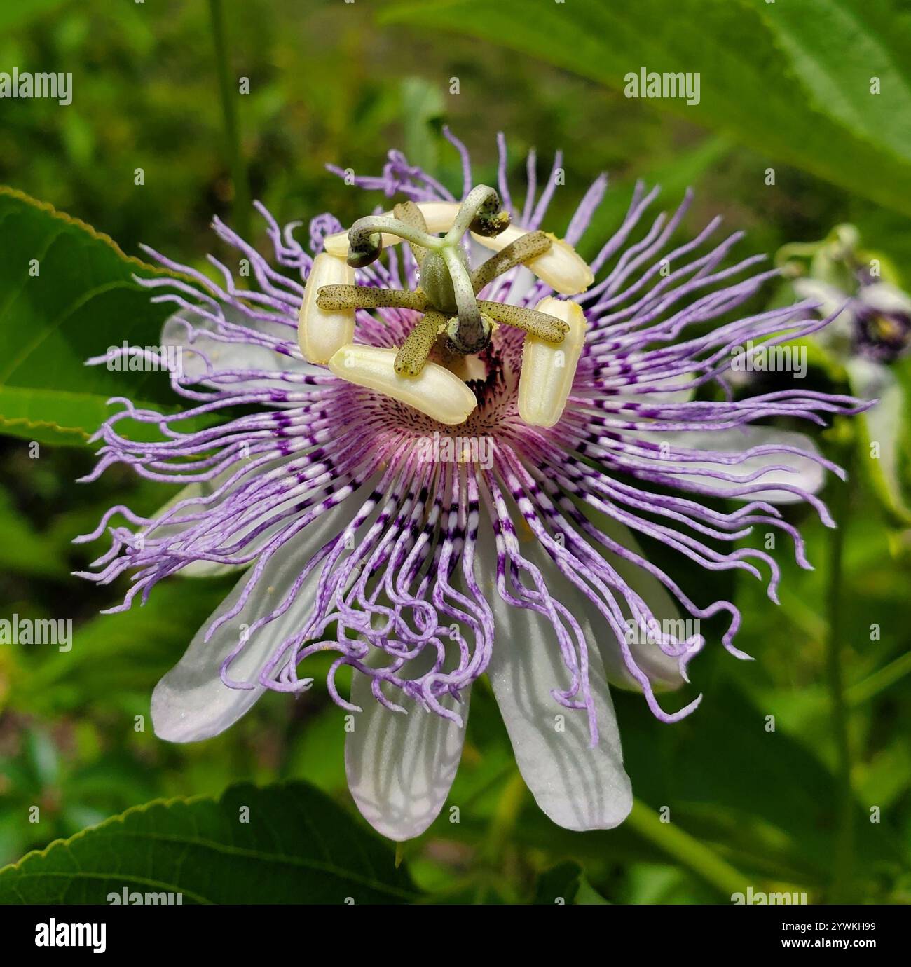purple passionflower (Passiflora incarnata Stock Photo - Alamy