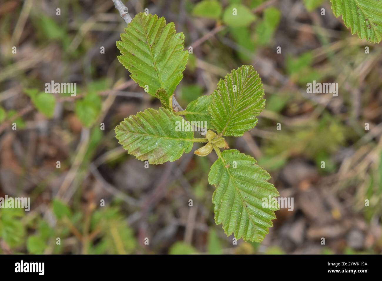 Red Alder (Alnus rubra Stock Photo - Alamy