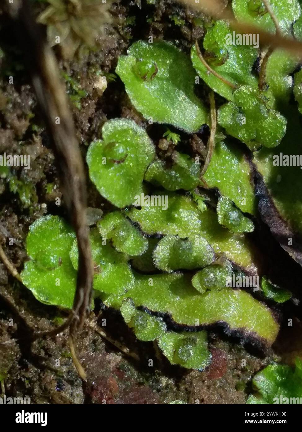 Asterella hi-res stock photography and images - Alamy