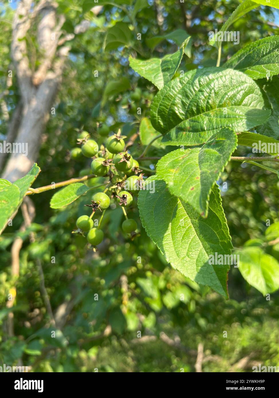 sweet crabapple (Malus coronaria Stock Photo - Alamy