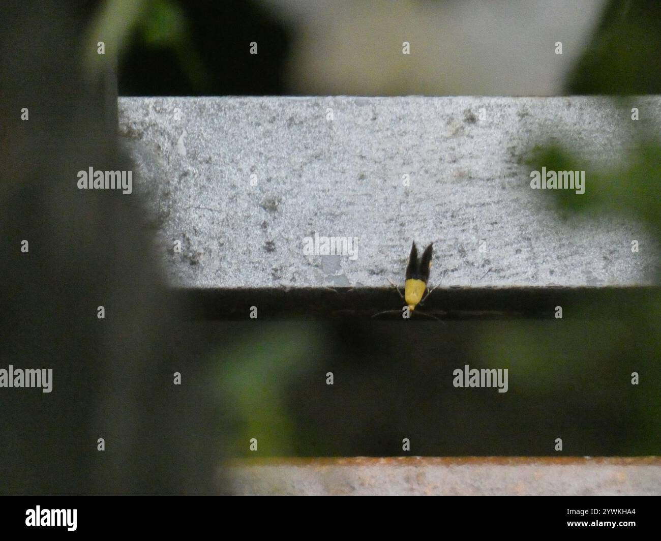 Gold-base Tubic (Oecophora bractella Stock Photo - Alamy