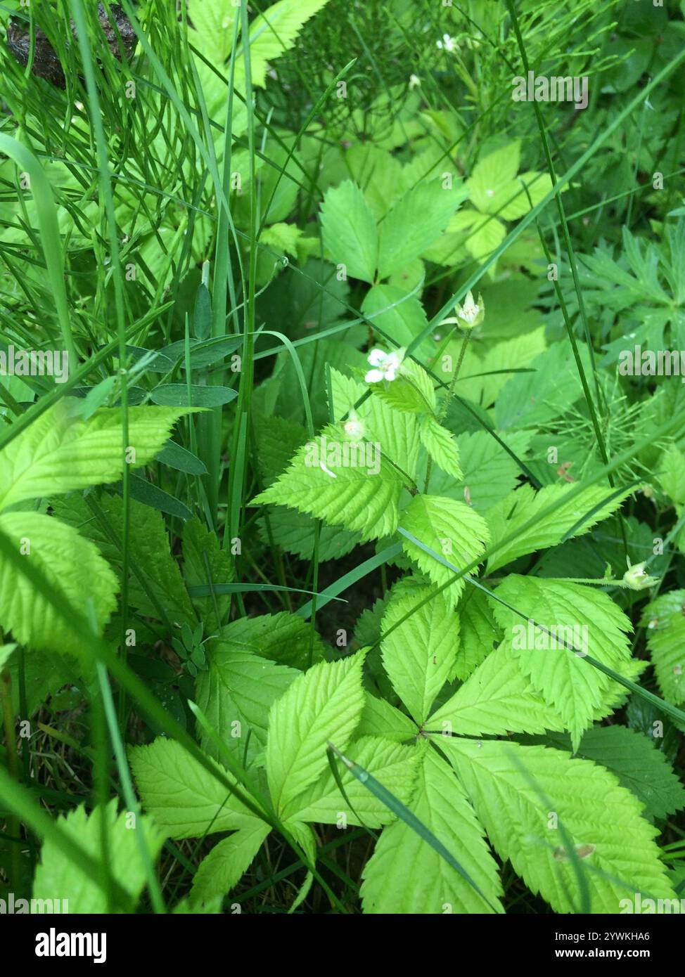 dwarf raspberry (Rubus pubescens Stock Photo - Alamy