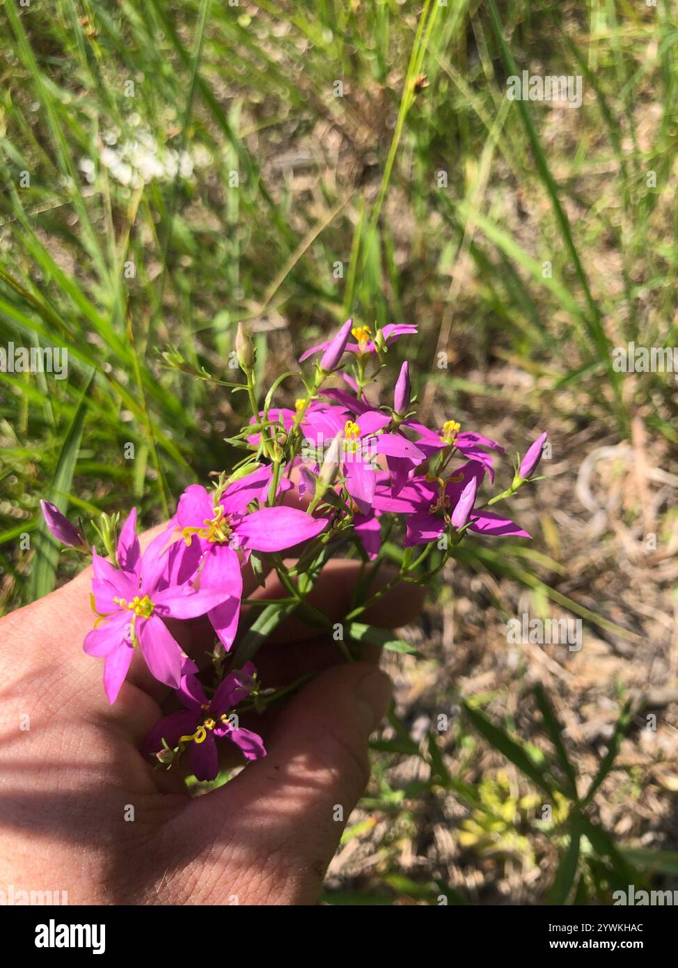 narrowleaf rose-pink (Sabatia brachiata Stock Photo - Alamy
