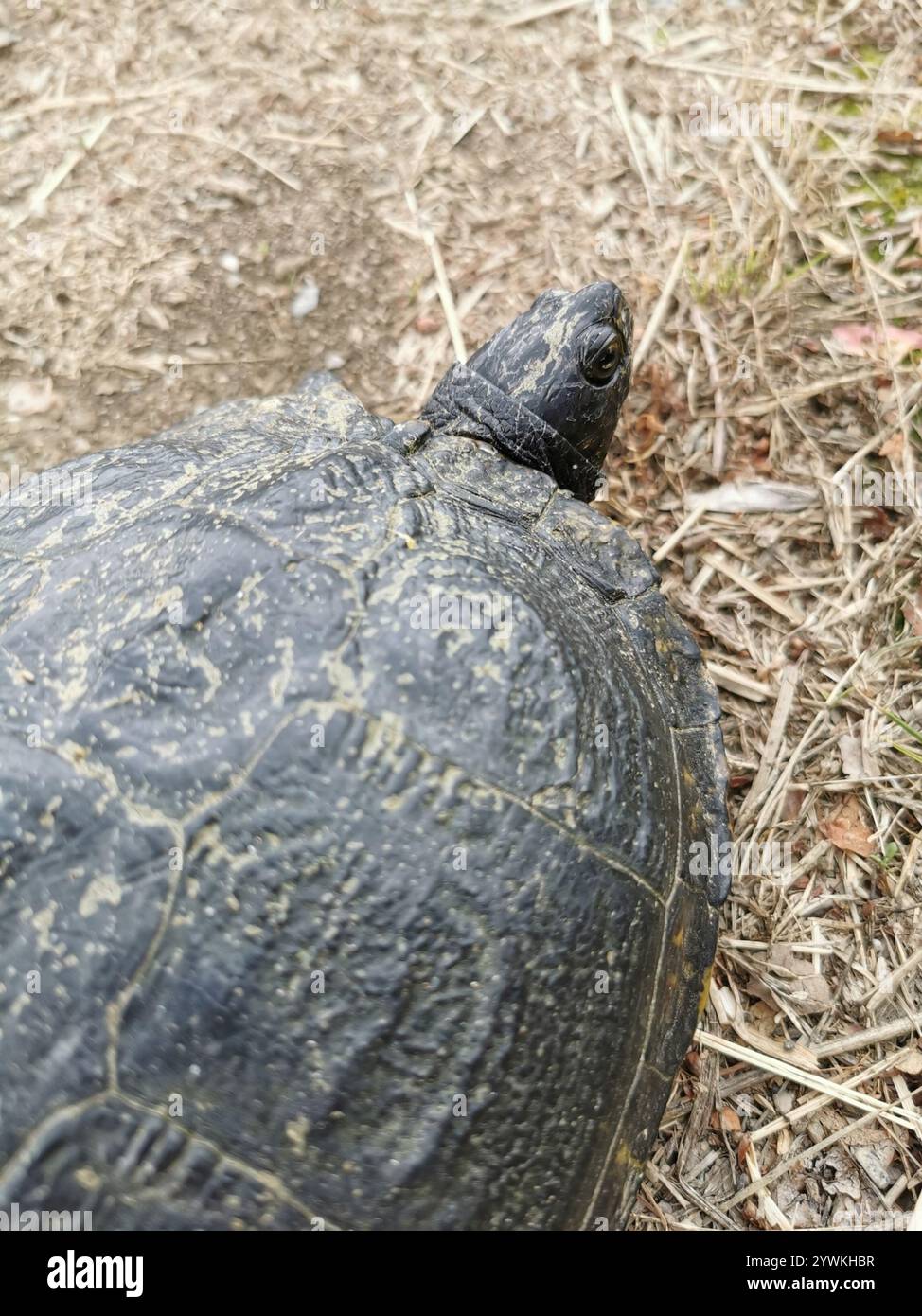 Yellow-bellied Slider (Trachemys scripta scripta Stock Photo - Alamy