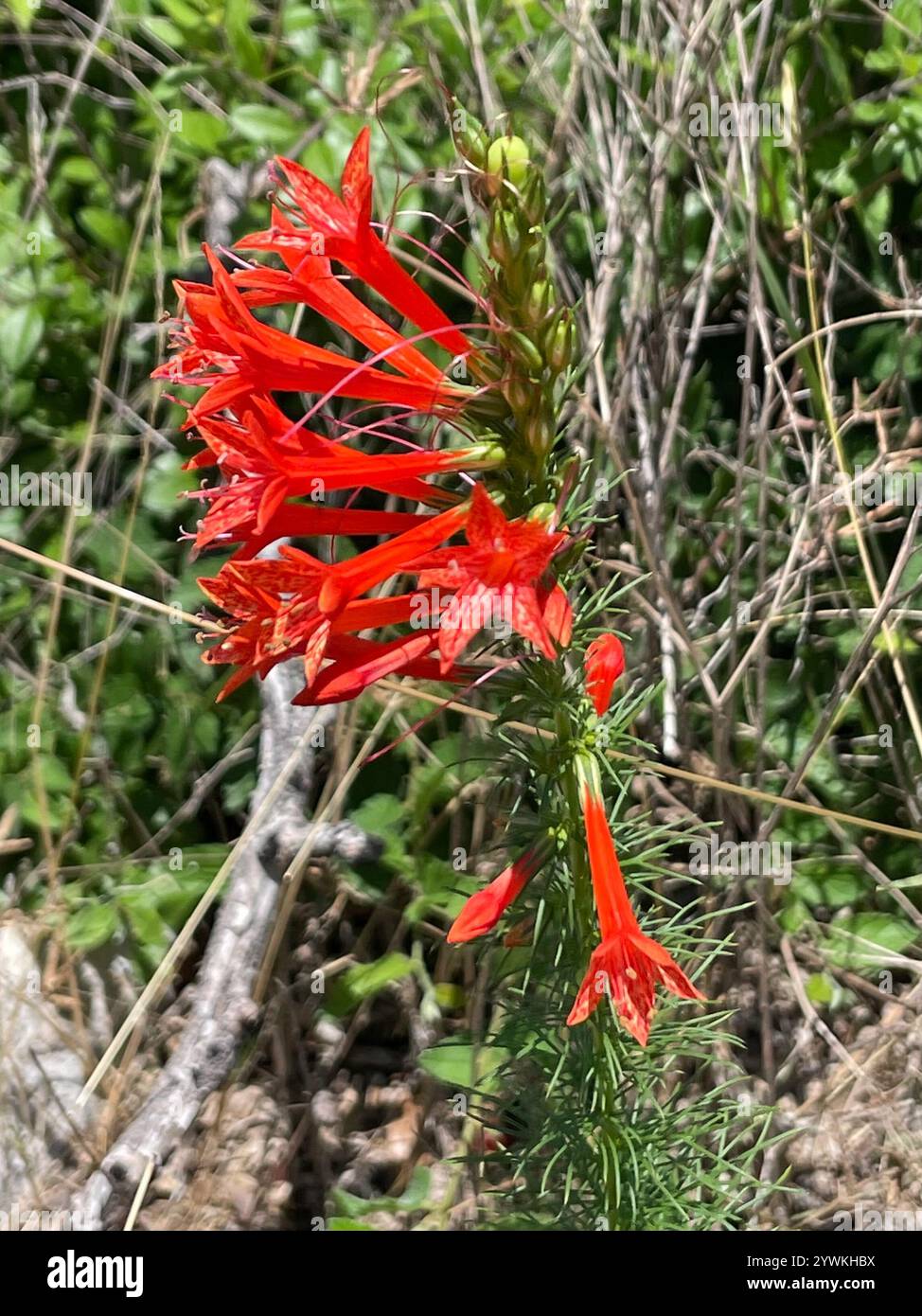 standing cypress (Ipomopsis rubra Stock Photo - Alamy