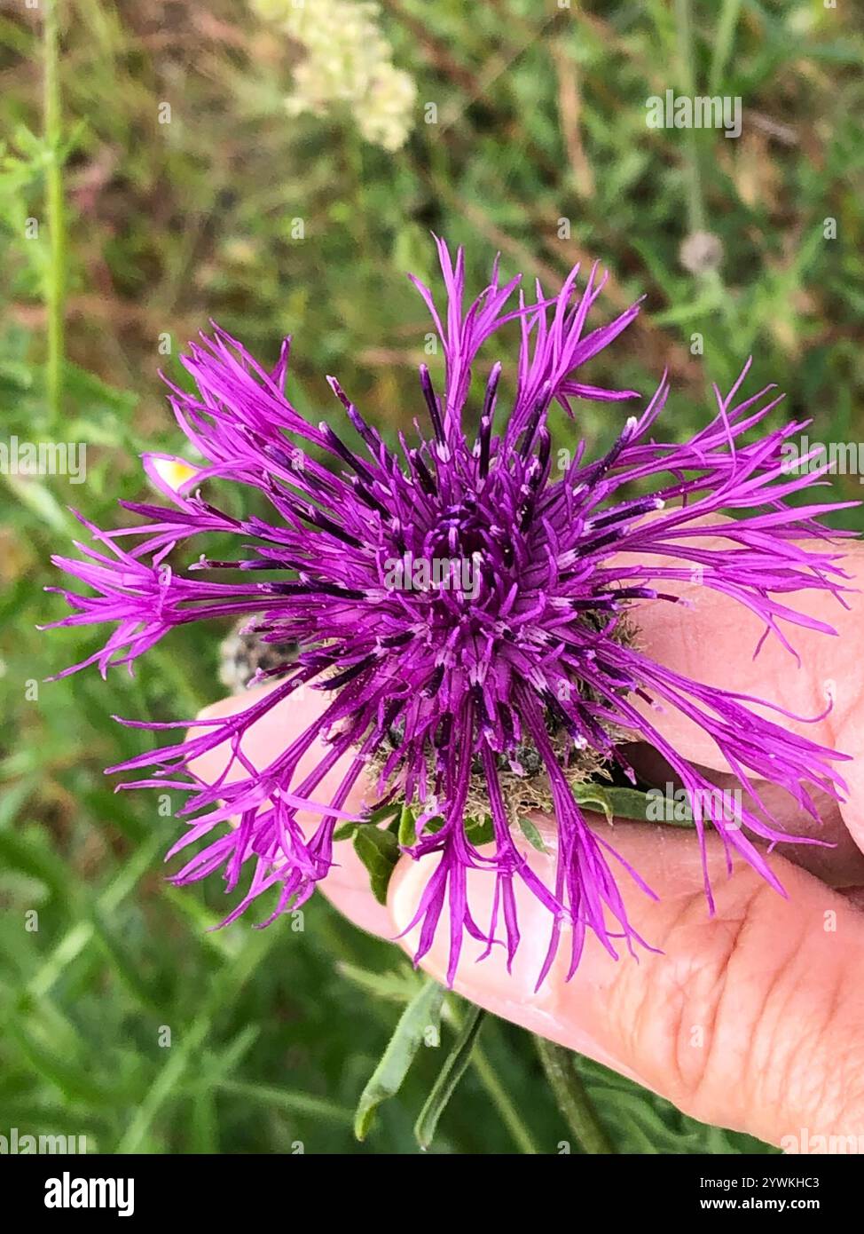 Greater Knapweed (Centaurea scabiosa Stock Photo - Alamy