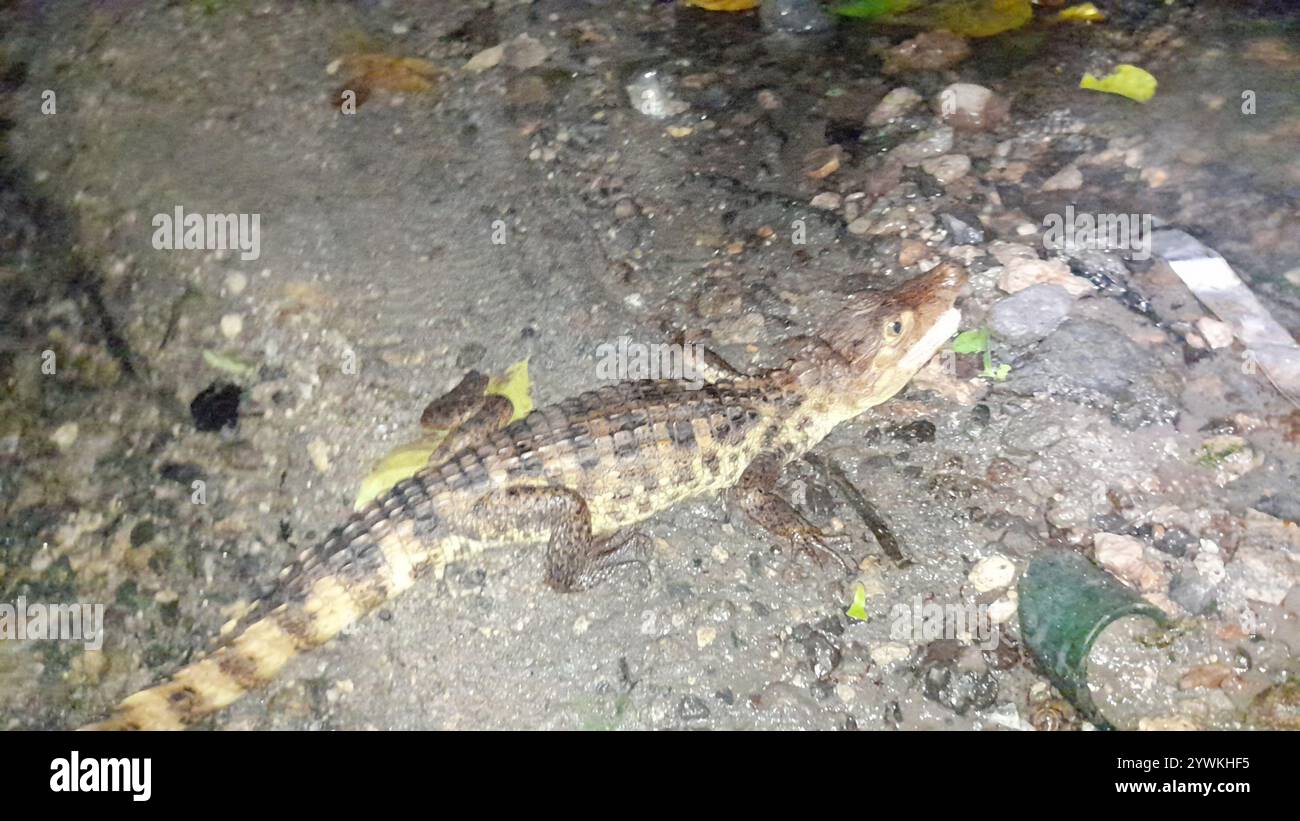 Brown Caiman (Caiman crocodilus fuscus Stock Photo - Alamy