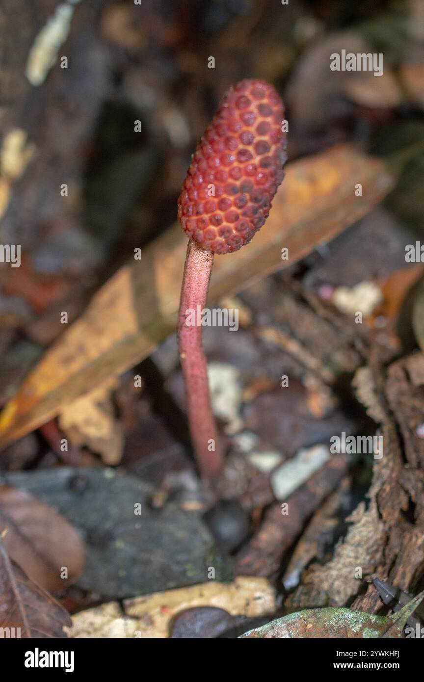spike-of-dragon (Helosis cayennensis Stock Photo - Alamy