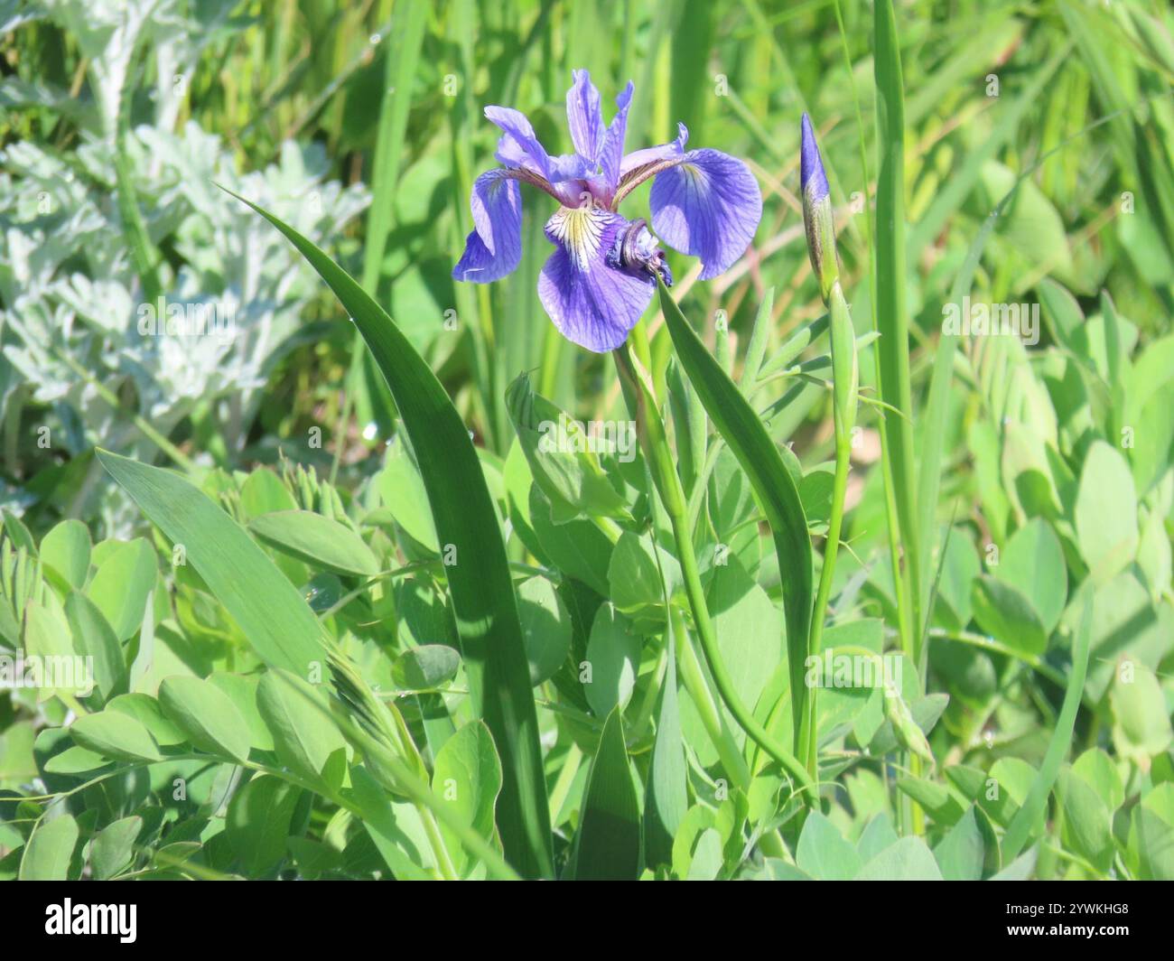 northern blue flag (Iris versicolor Stock Photo - Alamy