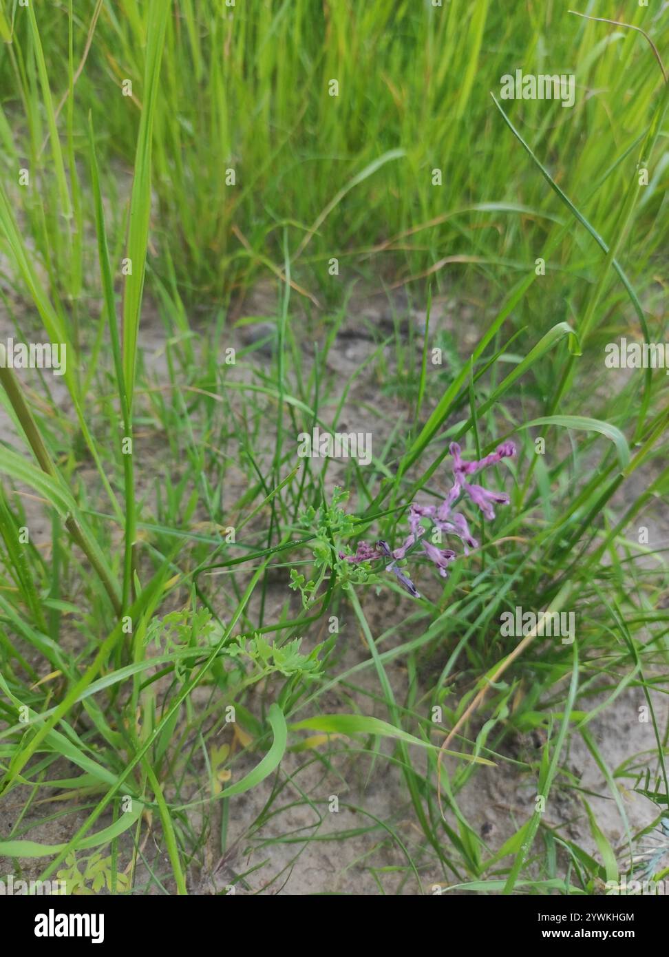 Common Fumitory (Fumaria officinalis Stock Photo - Alamy