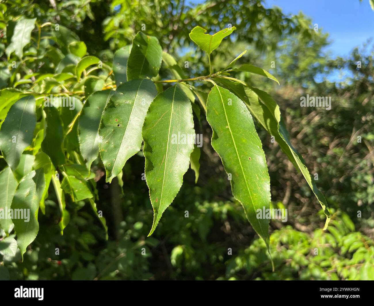 fire cherry (Prunus pensylvanica Stock Photo - Alamy