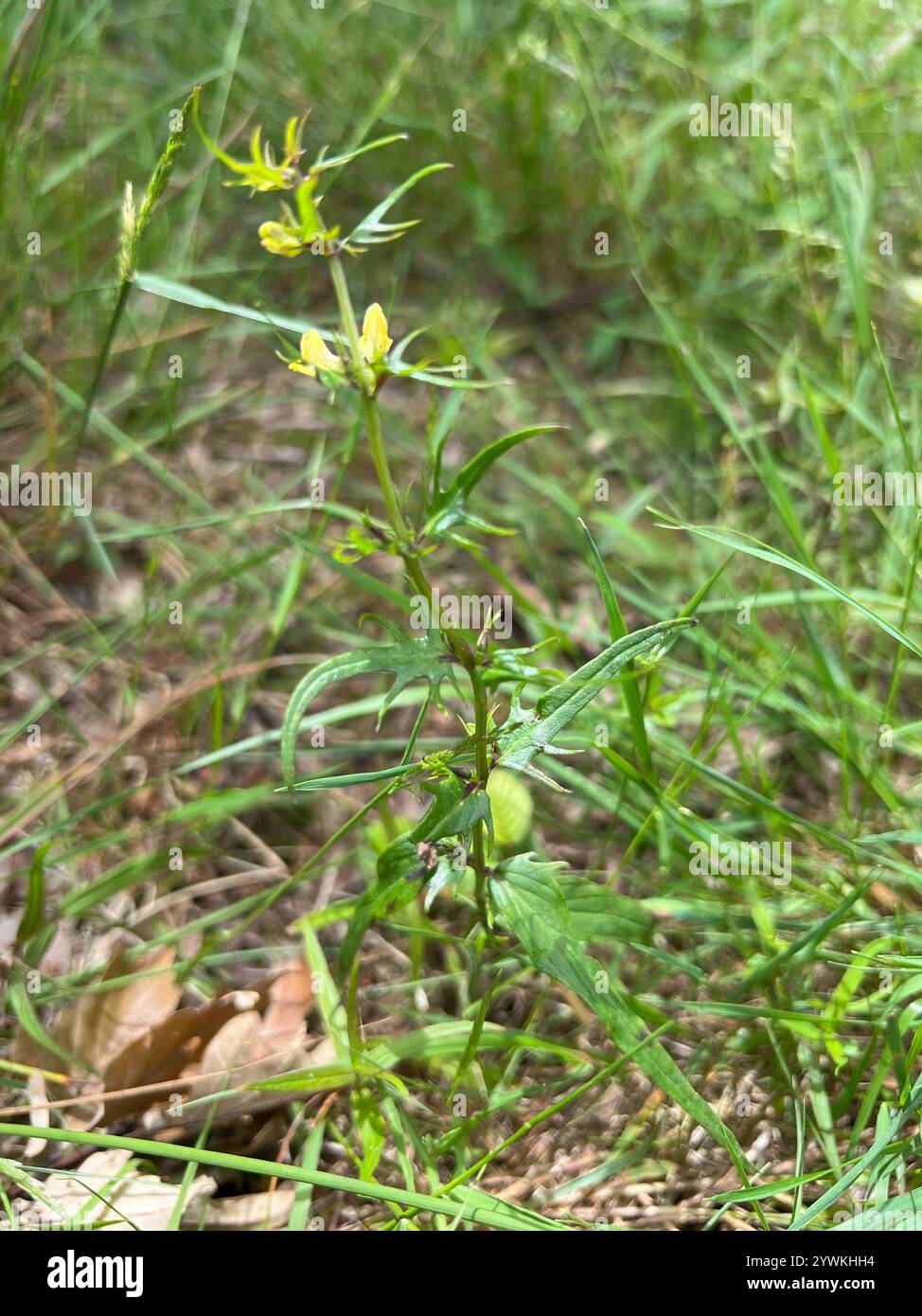 Common Cow-wheat (Melampyrum pratense Stock Photo - Alamy