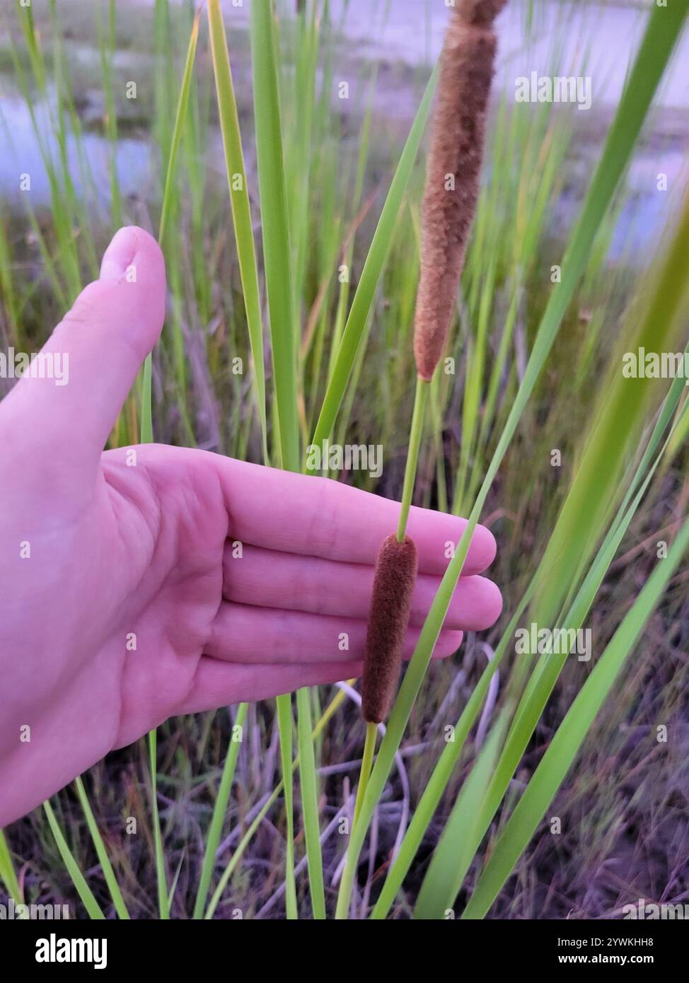 narrow-leaved cattail (Typha angustifolia Stock Photo - Alamy