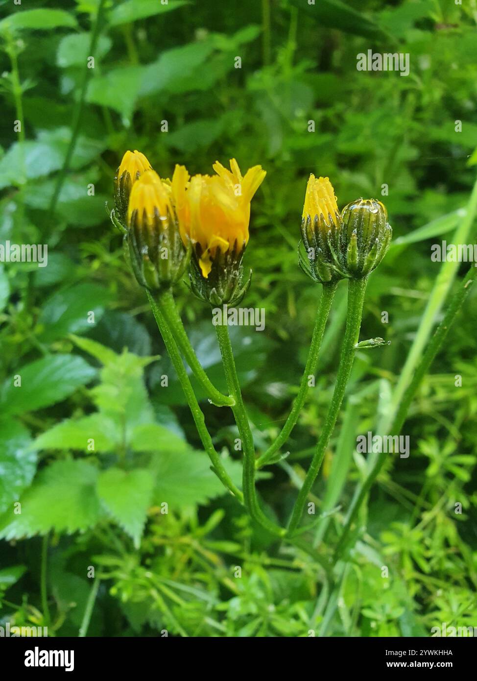 Rough Hawkbit (Leontodon hispidus Stock Photo - Alamy