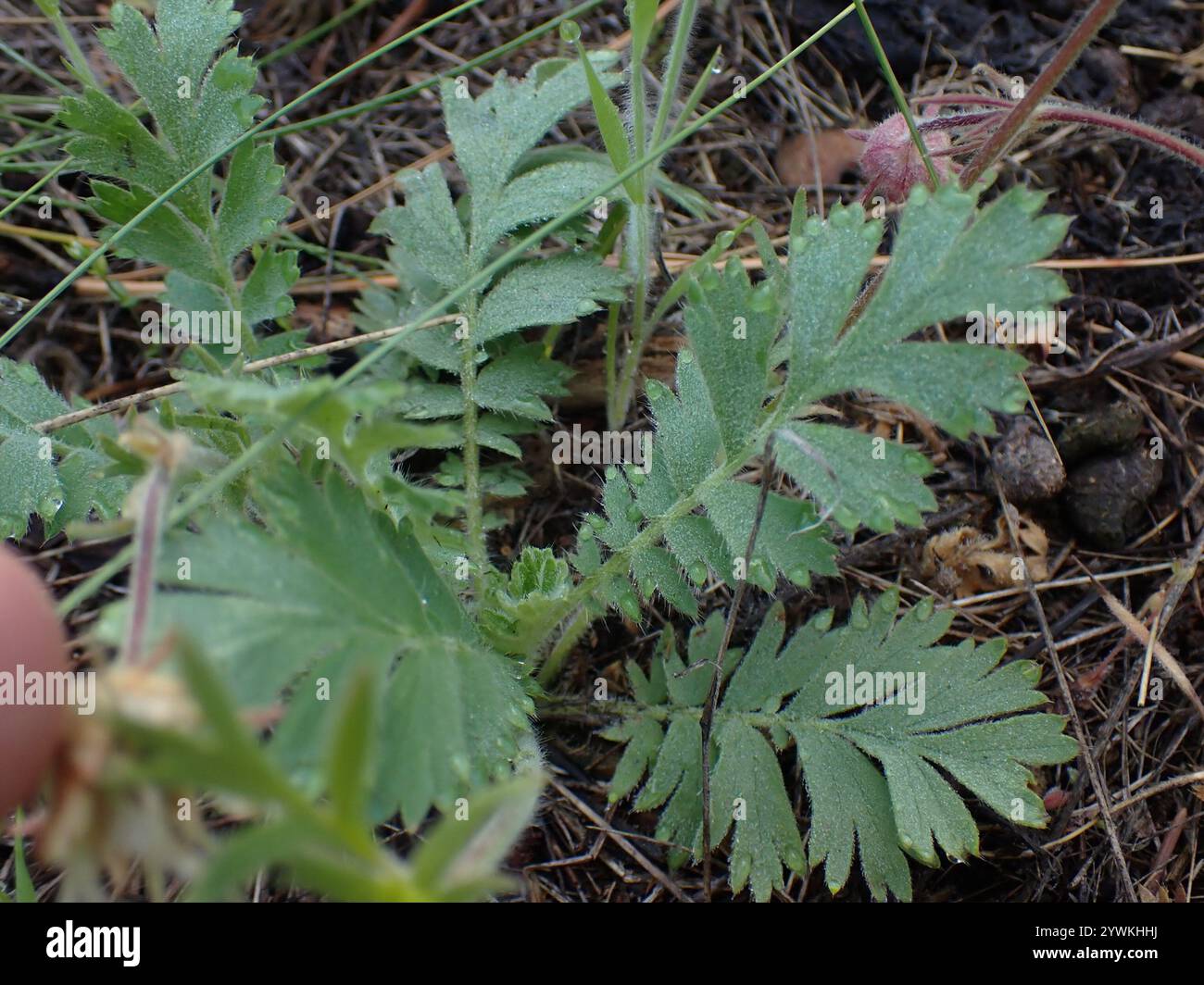 prairie smoke (Geum triflorum Stock Photo - Alamy