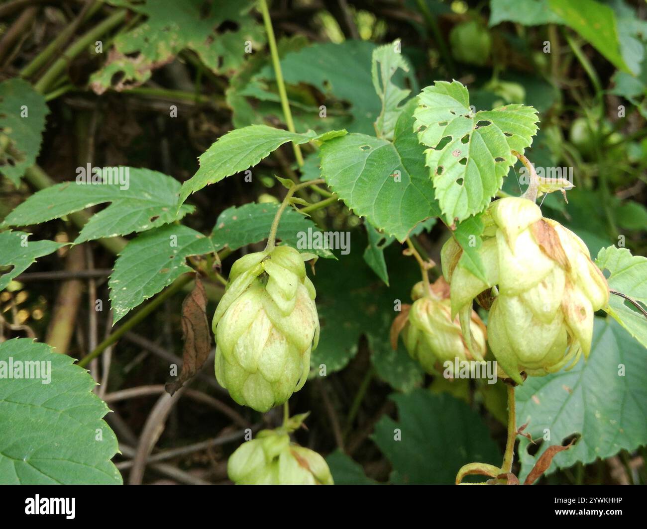 common hops (Humulus lupulus Stock Photo - Alamy