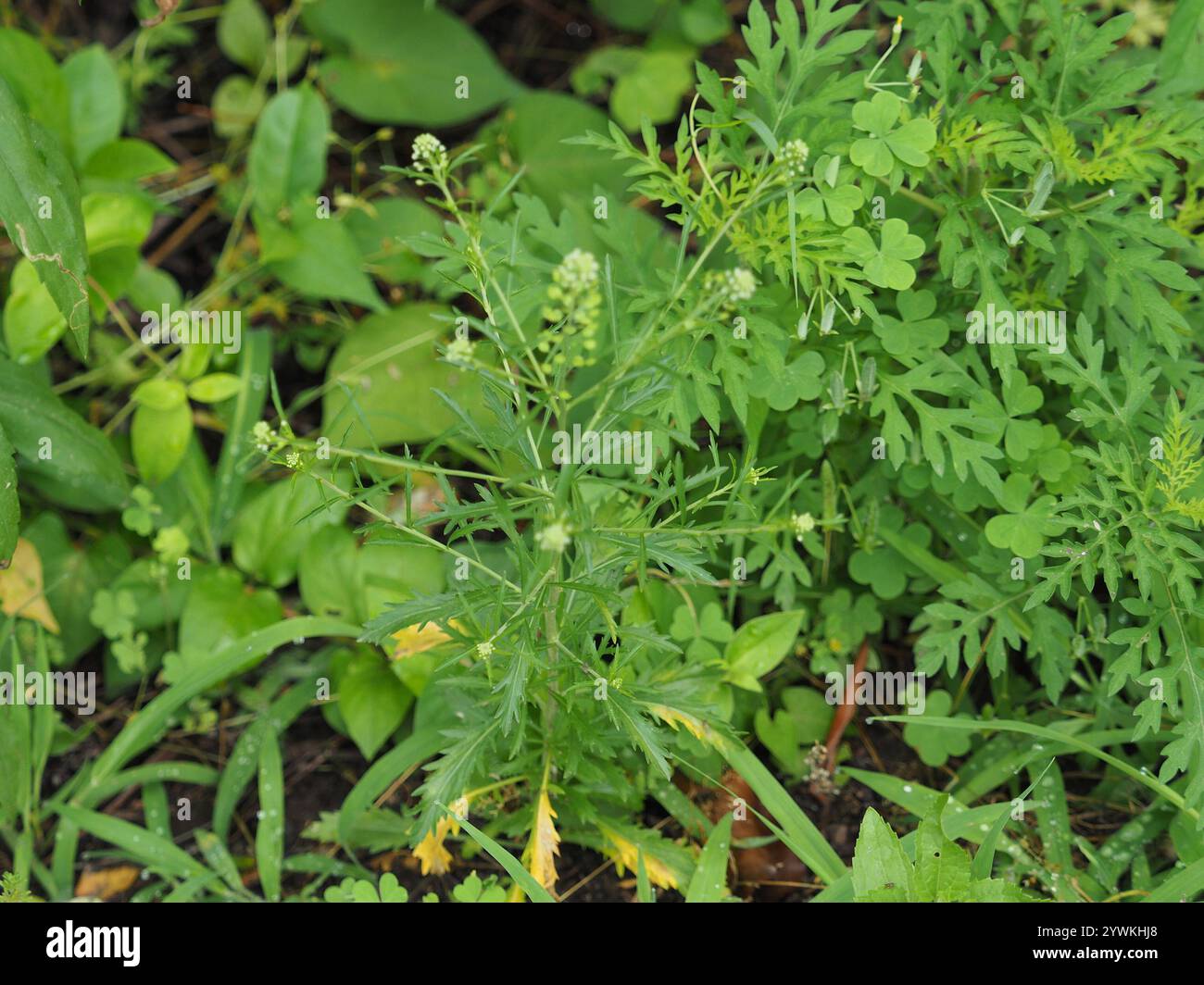 Virginia pepperweed (Lepidium virginicum Stock Photo - Alamy