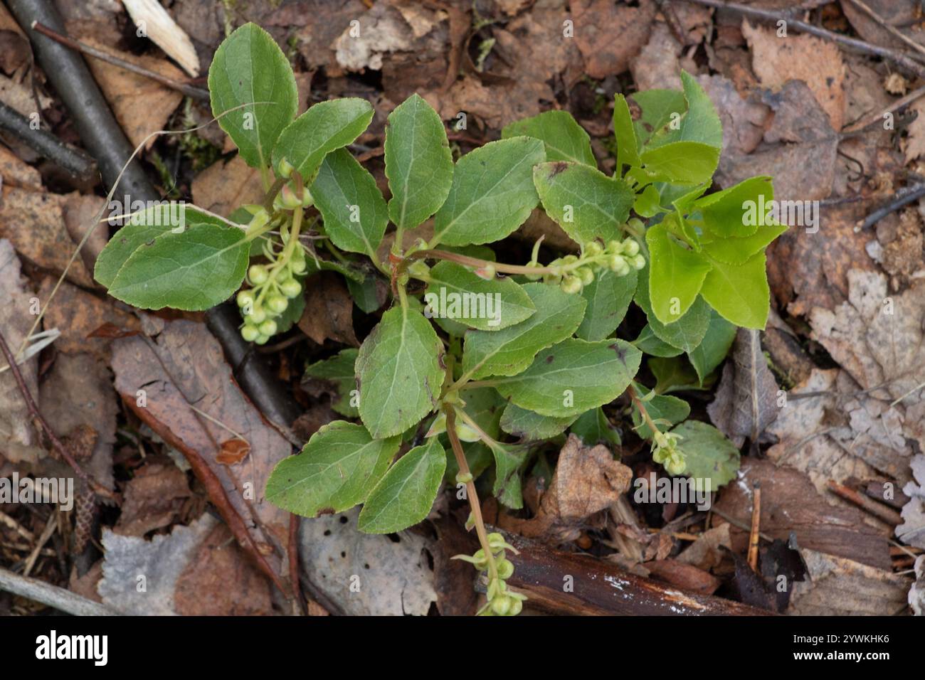 one-sided wintergreen (Orthilia secunda Stock Photo - Alamy