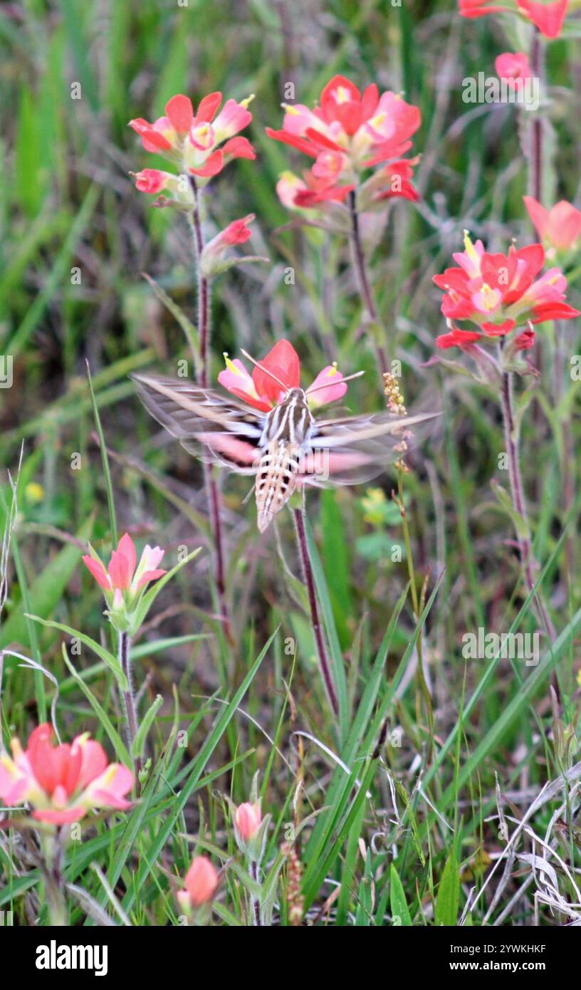 White-lined Sphinx (Hyles lineata Stock Photo - Alamy