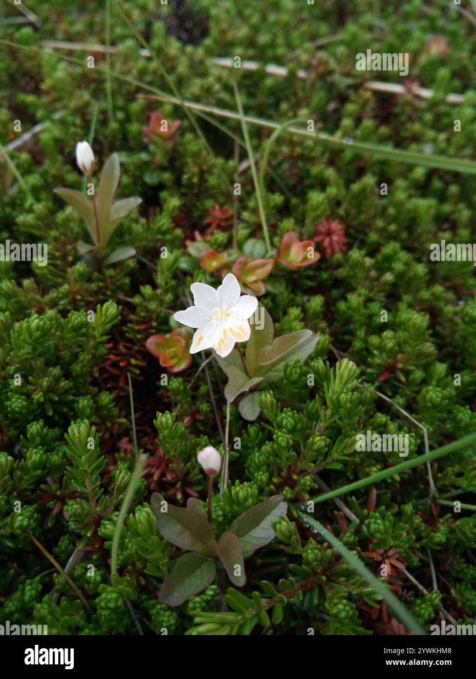 Arctic Starflower (Lysimachia europaea Stock Photo - Alamy
