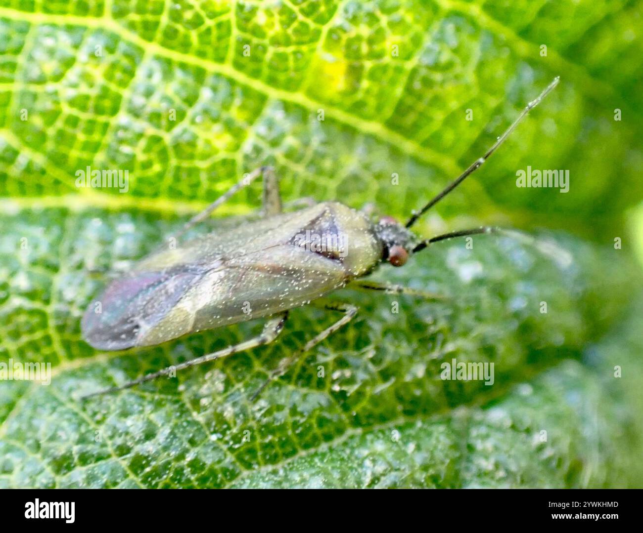 Common Nettle Flower Bug (Plagiognathus arbustorum Stock Photo - Alamy