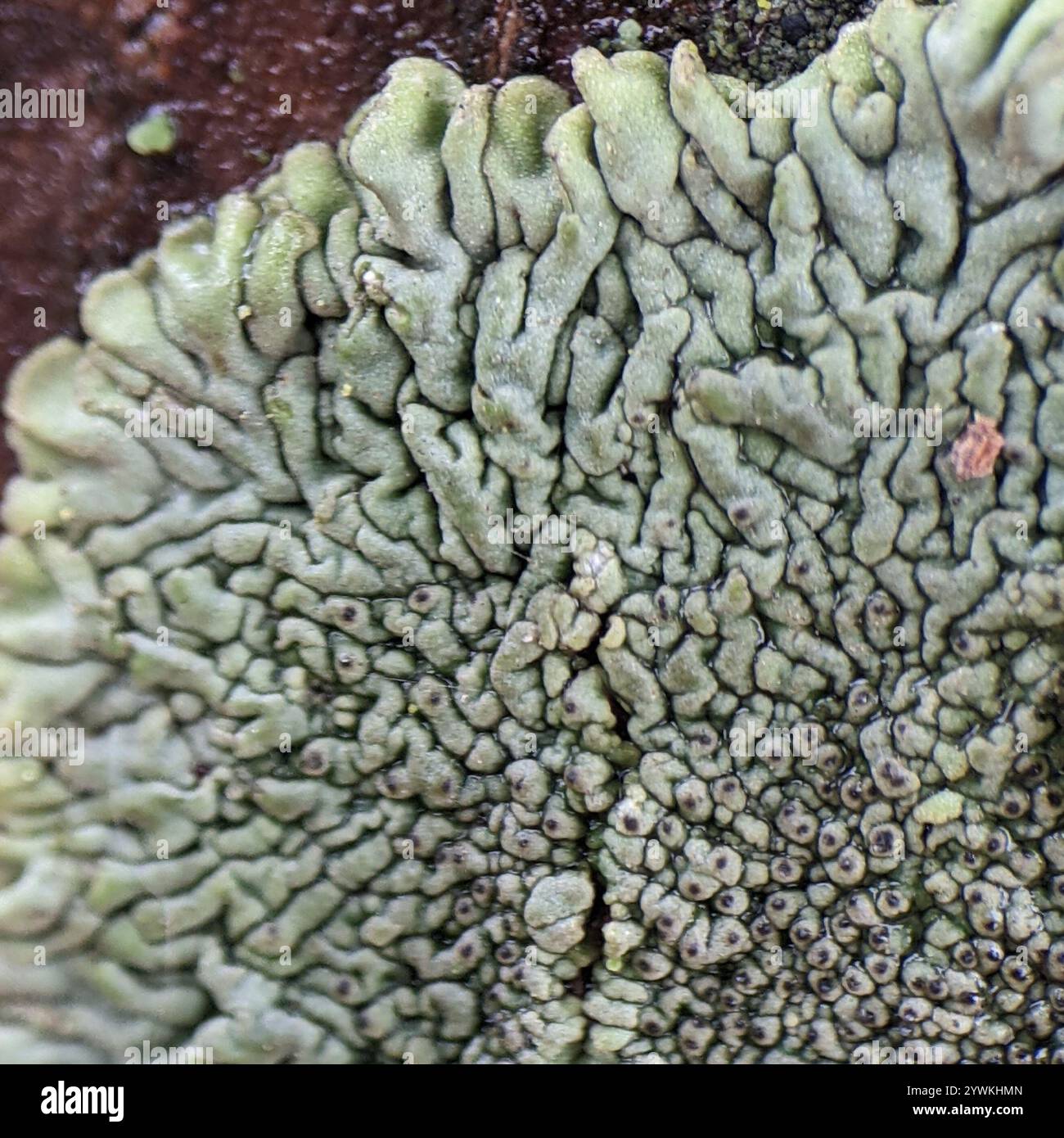 Smooth Shadow-crust Lichen (Hyperphyscia syncolla Stock Photo - Alamy