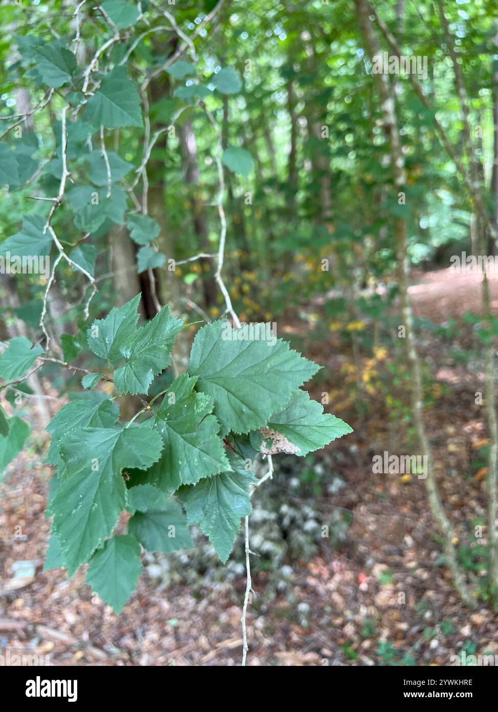 green hawthorn (Crataegus viridis Stock Photo - Alamy