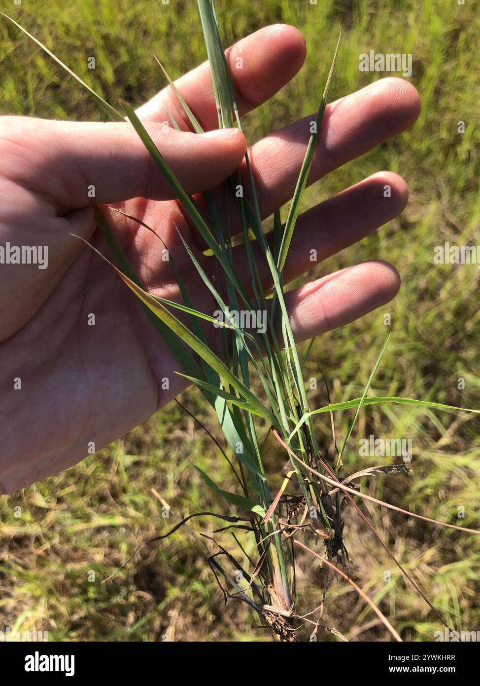 red lovegrass (Eragrostis secundiflora oxylepis Stock Photo - Alamy