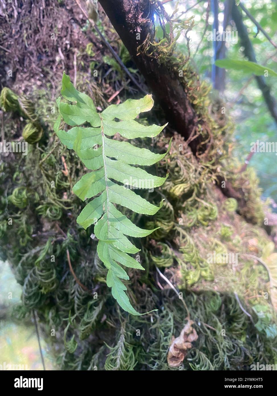 licorice fern (Polypodium glycyrrhiza Stock Photo - Alamy