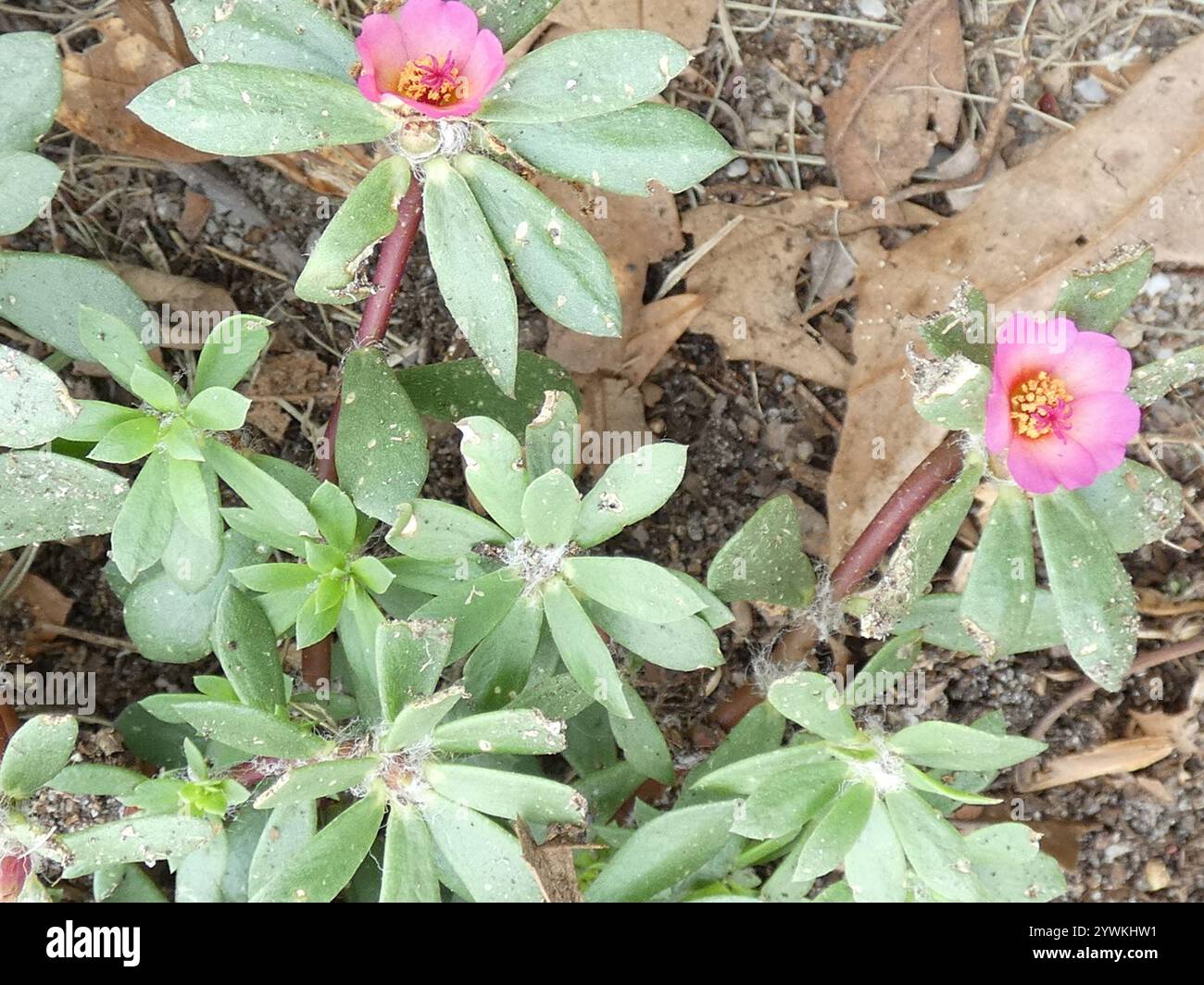 Paraguayan Purslane (Portulaca amilis Stock Photo - Alamy