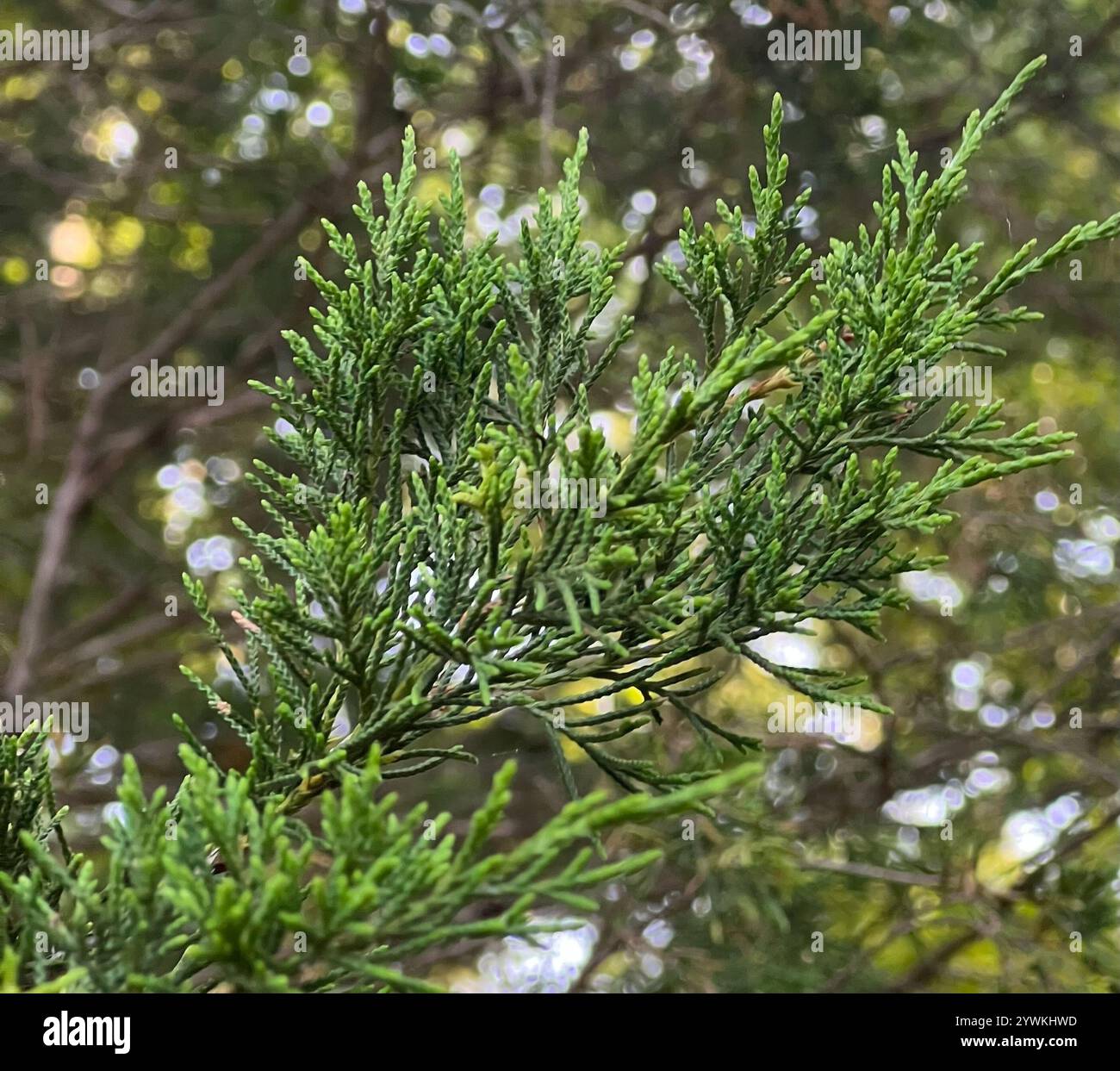 eastern redcedar (Juniperus virginiana Stock Photo - Alamy