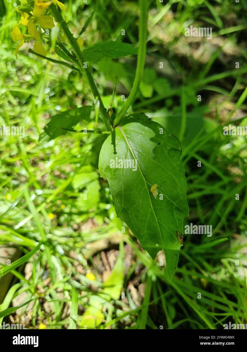 charlock (Mutarda arvensis Stock Photo - Alamy