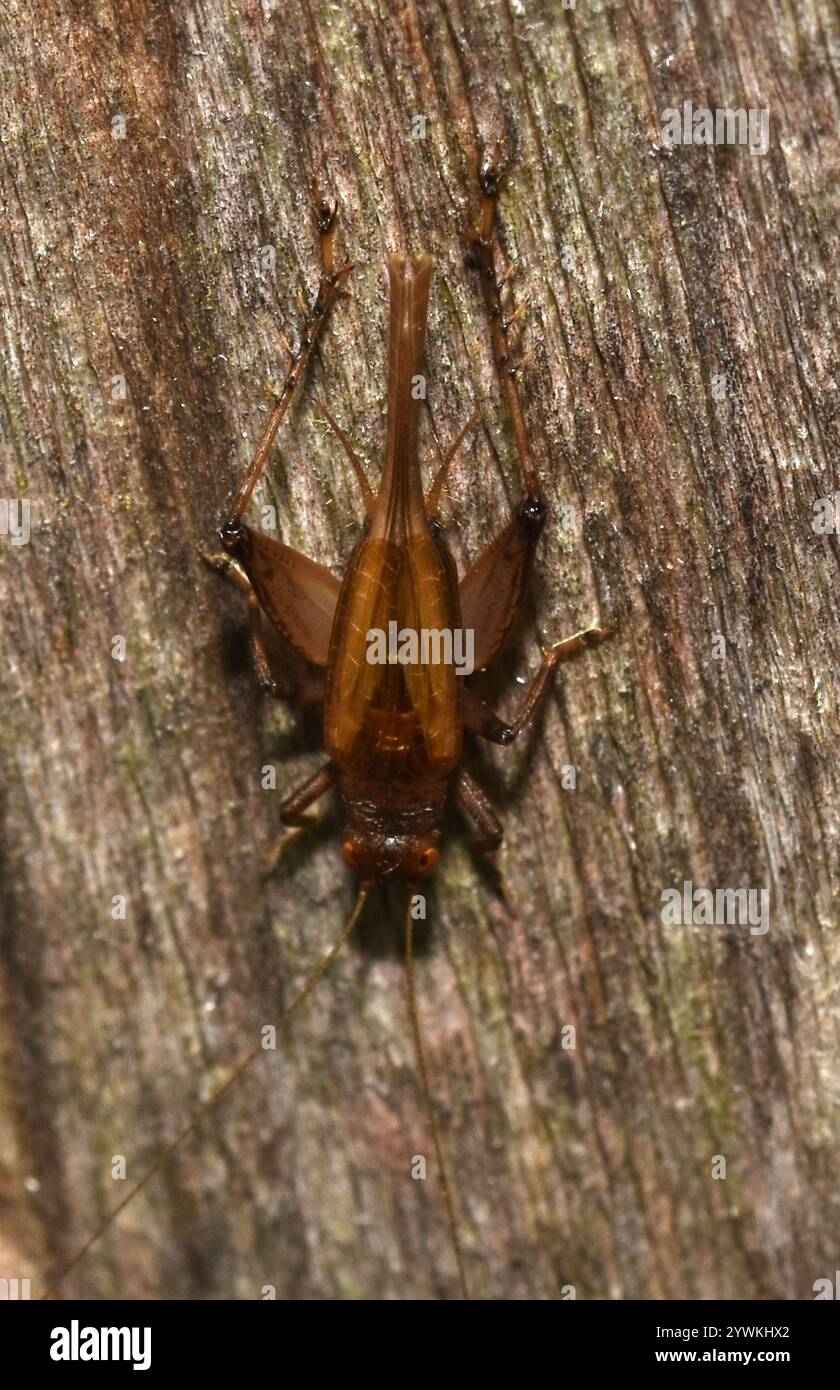 Robust Ground Crickets (Allonemobius Stock Photo - Alamy