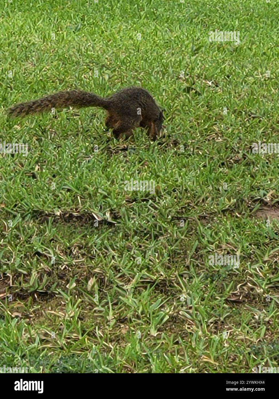 Eastern Fox Squirrel (Sciurus niger Stock Photo - Alamy