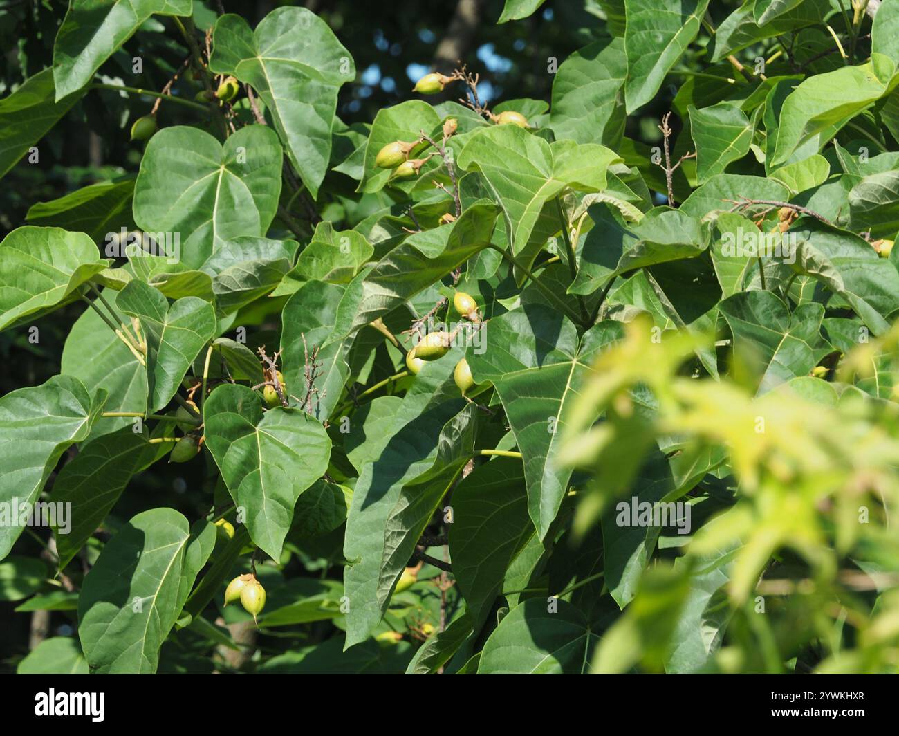 princess tree (Paulownia tomentosa Stock Photo - Alamy
