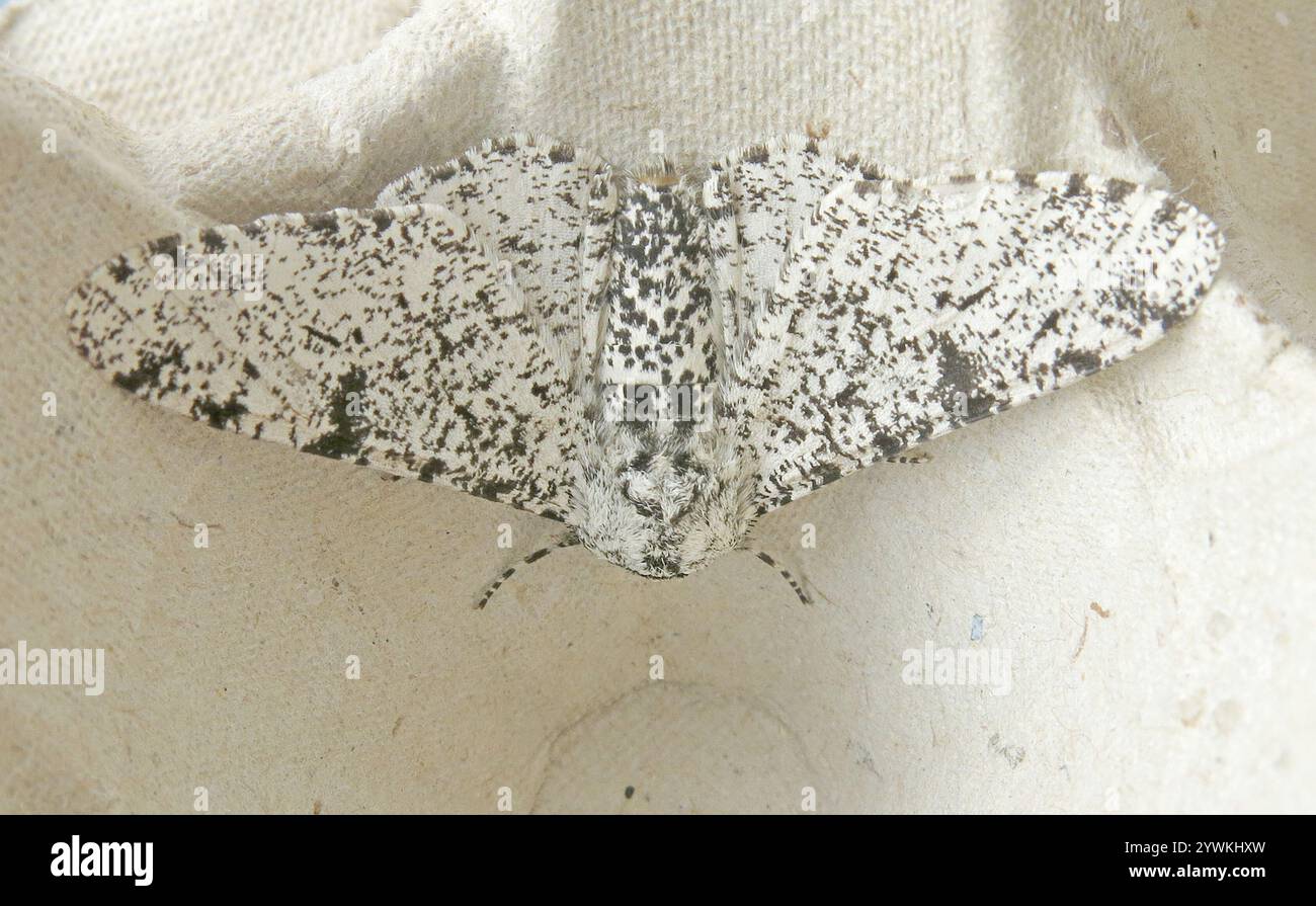Peppered Moth (Biston betularia Stock Photo - Alamy