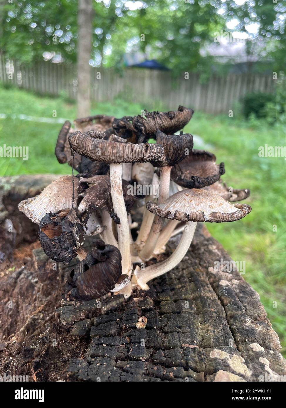 scaly ink cap (Coprinopsis variegata Stock Photo - Alamy
