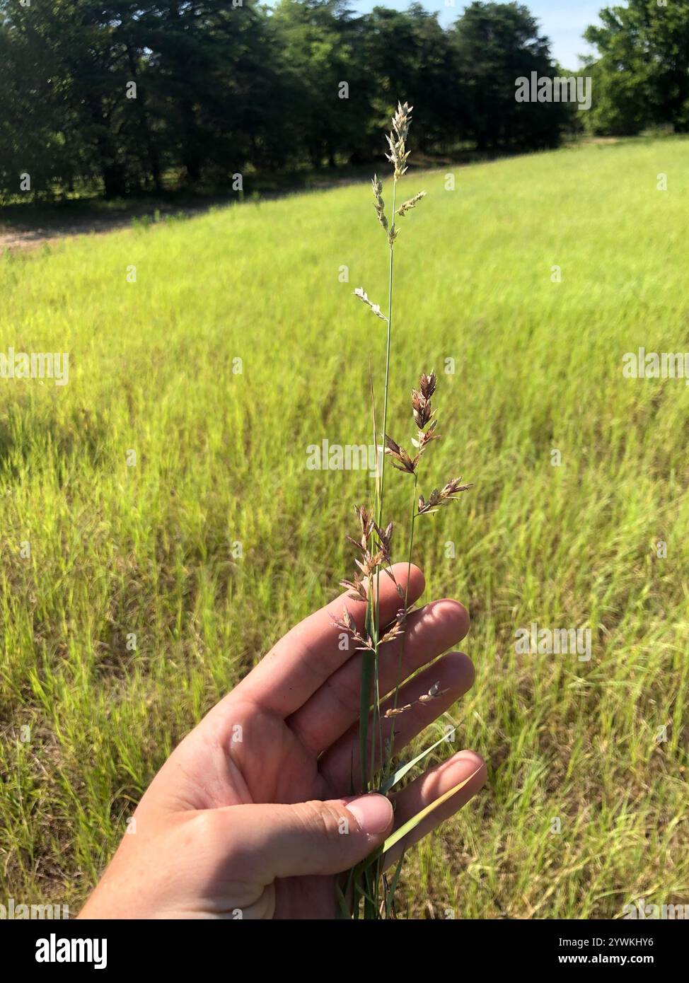 red lovegrass (Eragrostis secundiflora oxylepis Stock Photo - Alamy