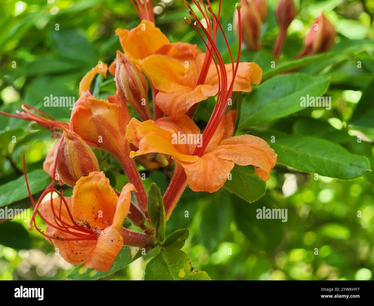 Flame Azalea (Rhododendron calendulaceum Stock Photo - Alamy