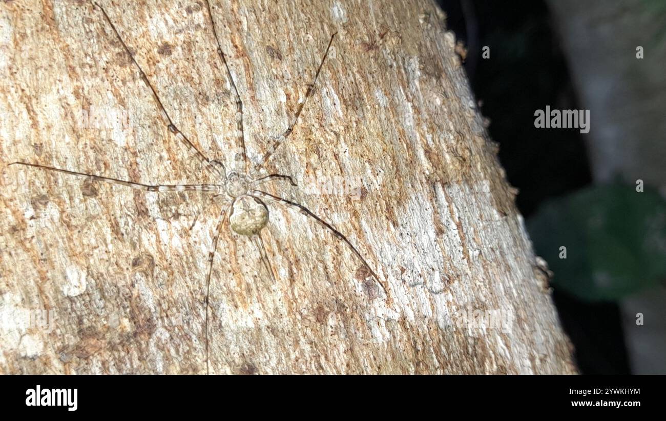 Mexican Two-tailed Spider (Neotama mexicana Stock Photo - Alamy