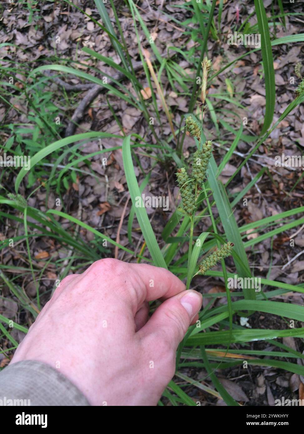 Cypress Swamp Sedge (Carex joorii Stock Photo - Alamy
