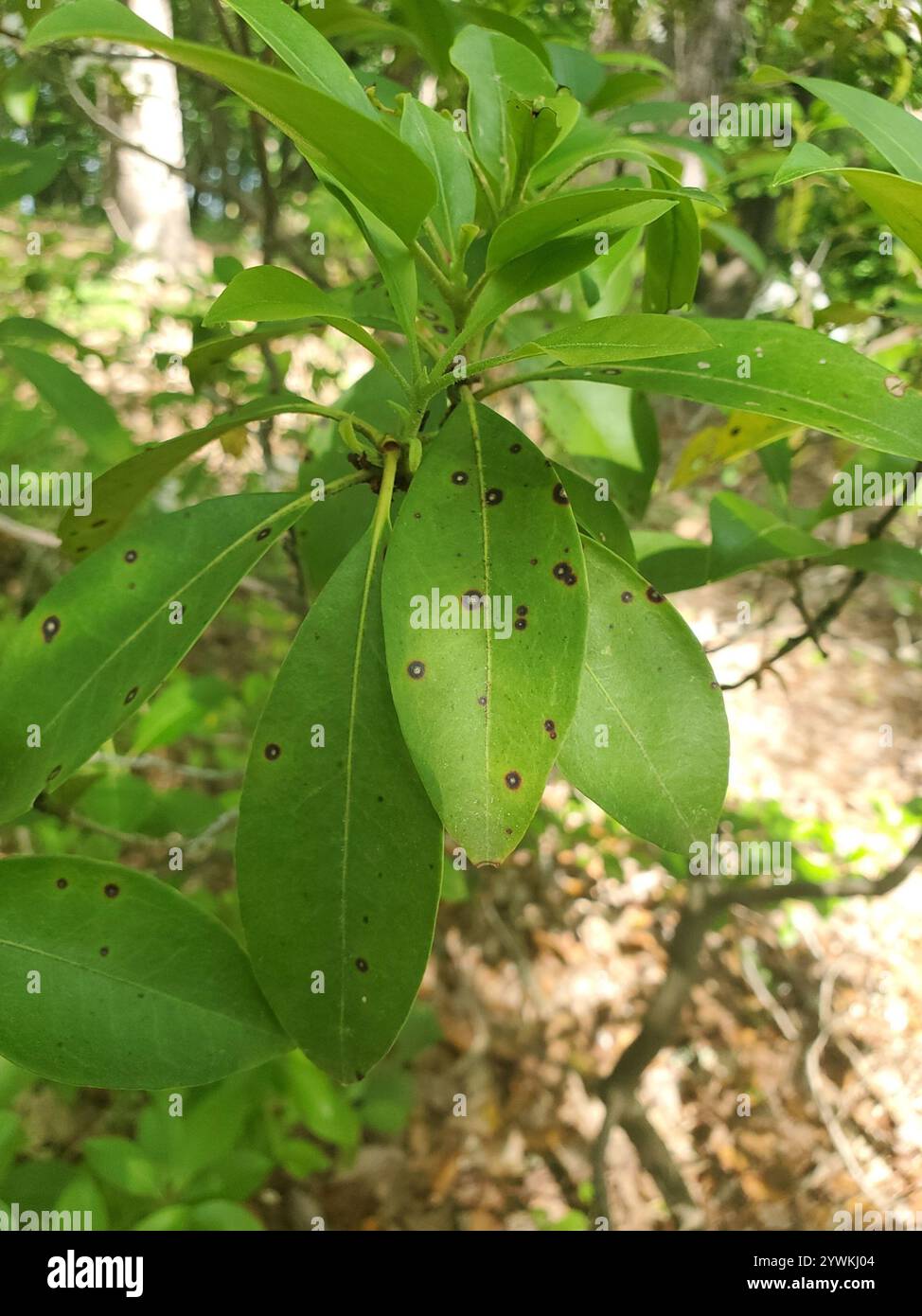 Mountain Laurel Leaf Spot (Mycosphaerella colorata Stock Photo - Alamy