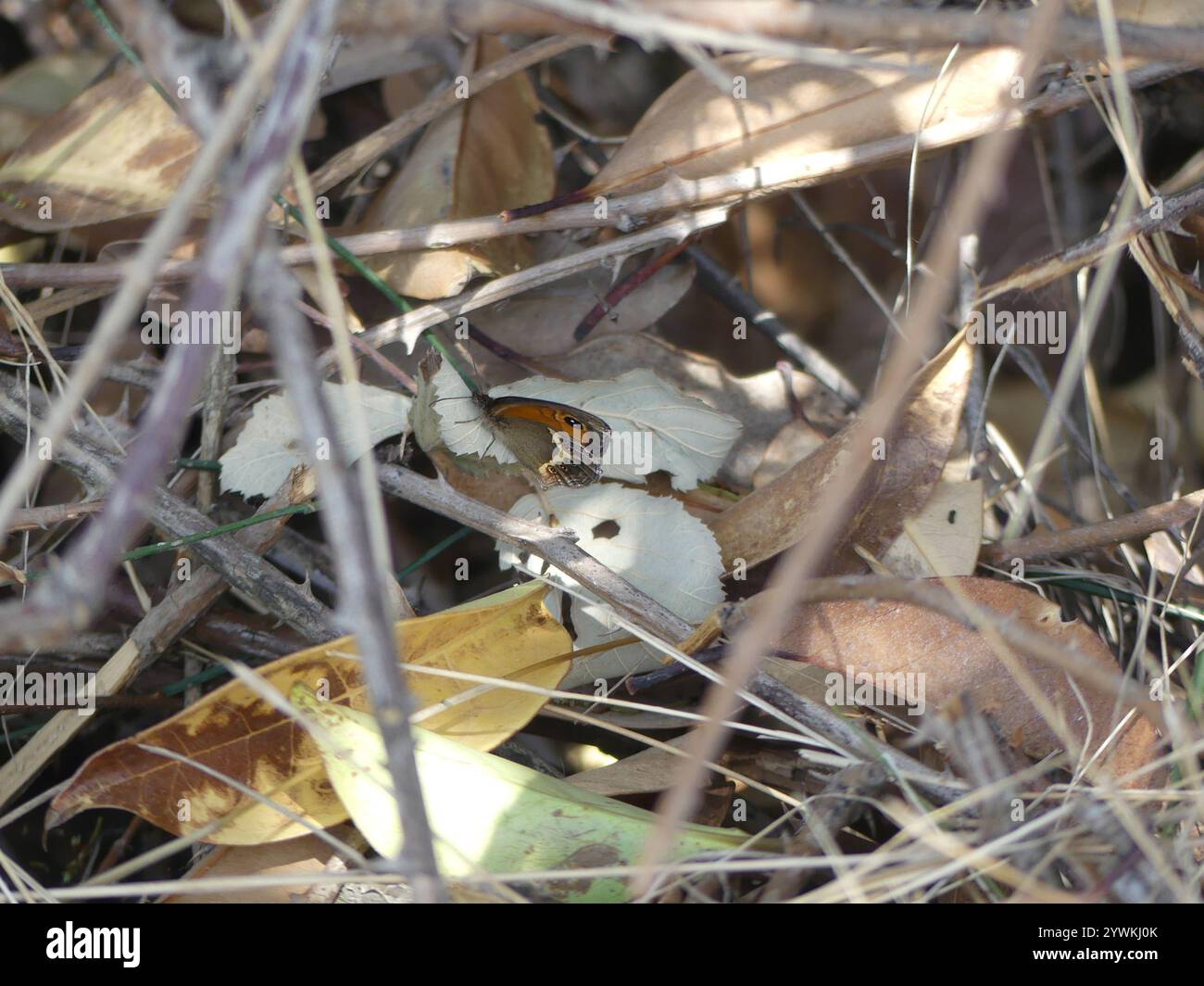 Pyronia bathseba hi-res stock photography and images - Alamy