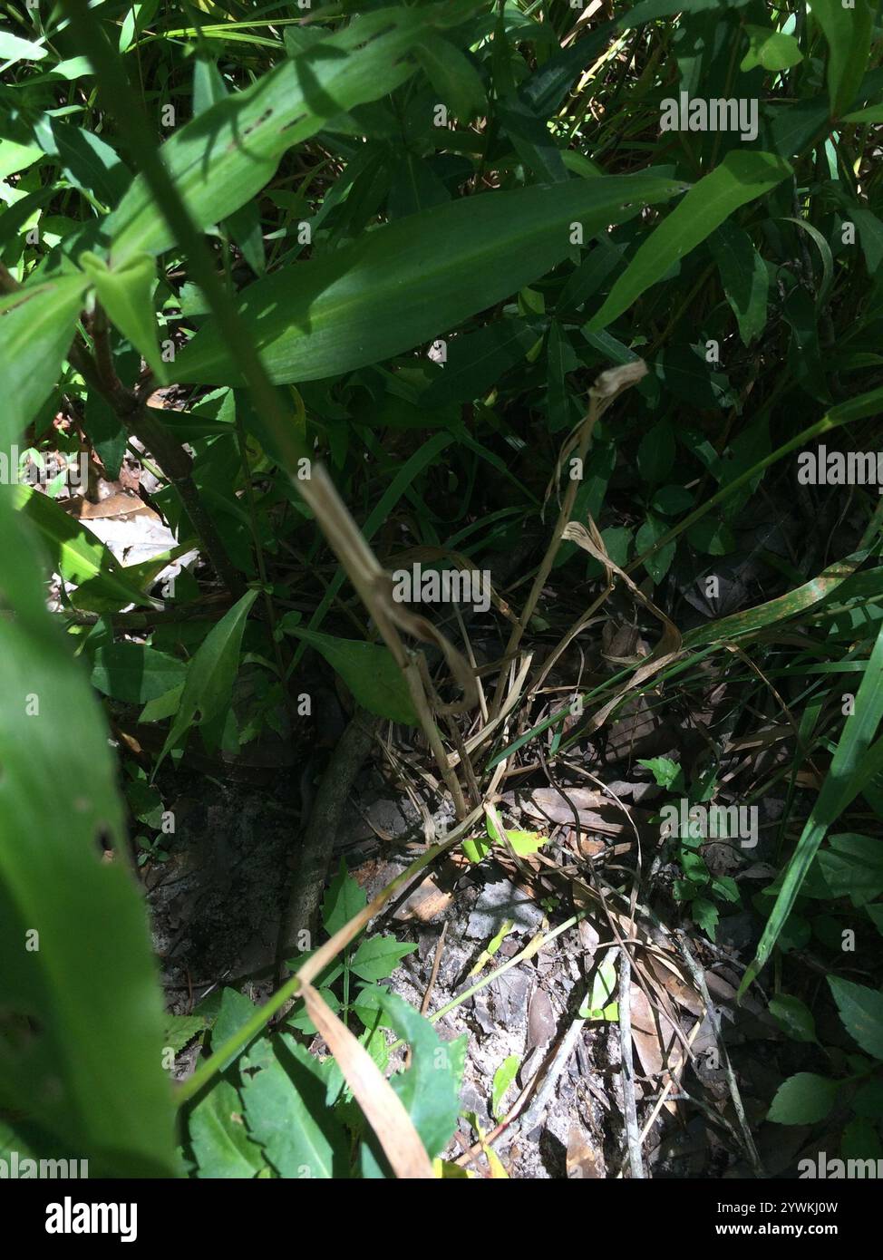 silky wild rye (Elymus villosus Stock Photo - Alamy