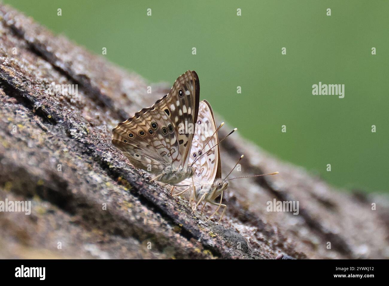 Hackberry Emperor (Asterocampa celtis Stock Photo - Alamy