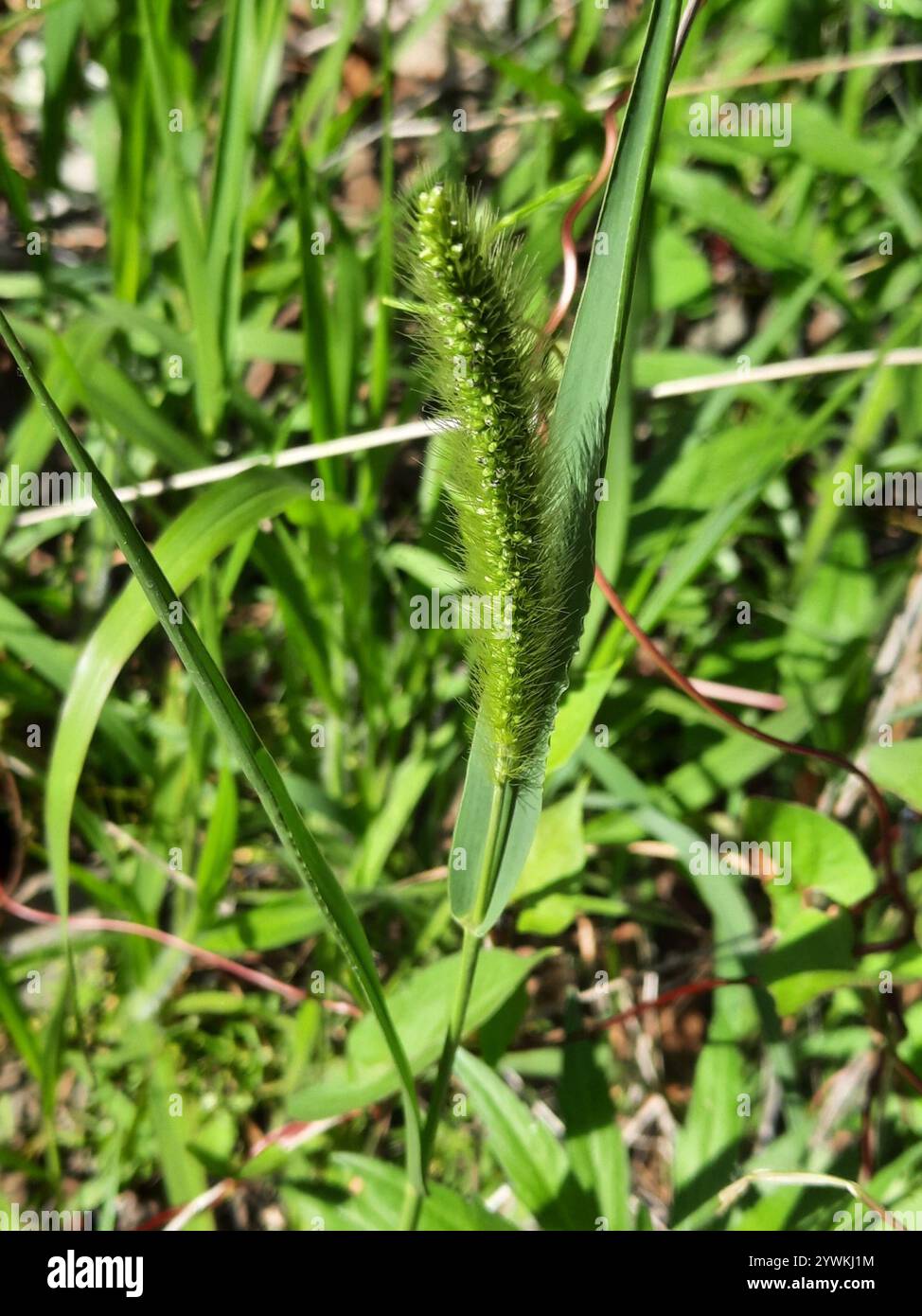 Green Bristle Grass (Setaria viridis Stock Photo - Alamy