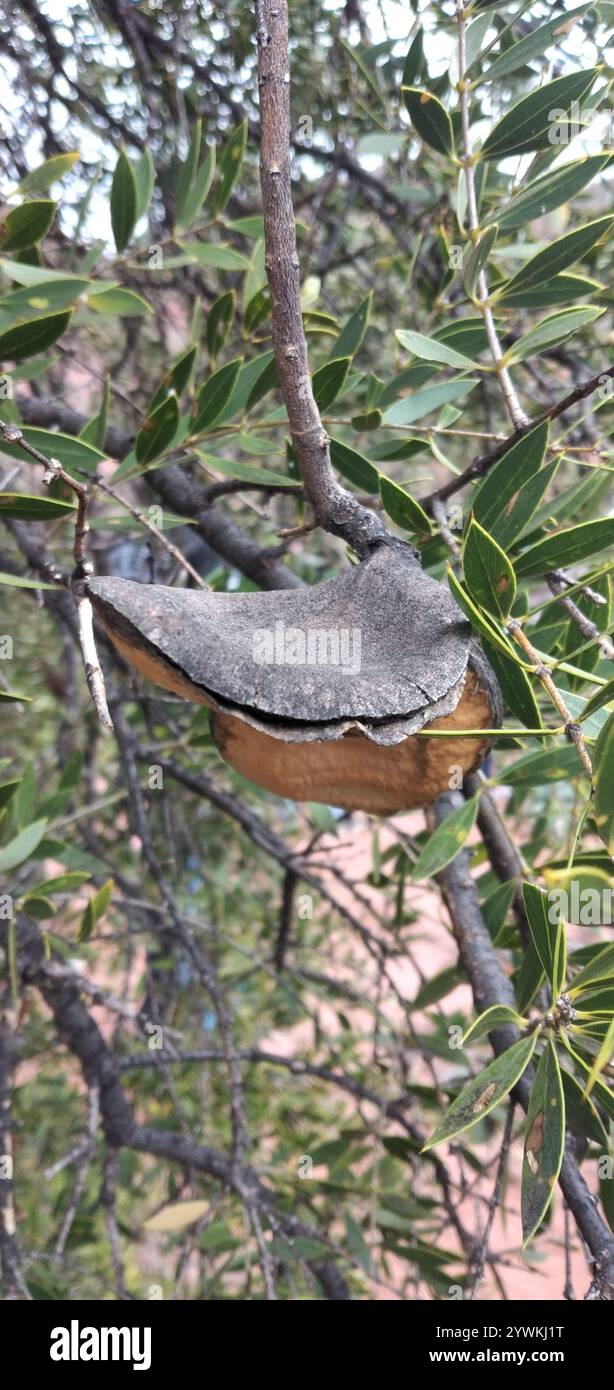Common White Quebracho (Aspidosperma quebracho-blanco Stock Photo - Alamy
