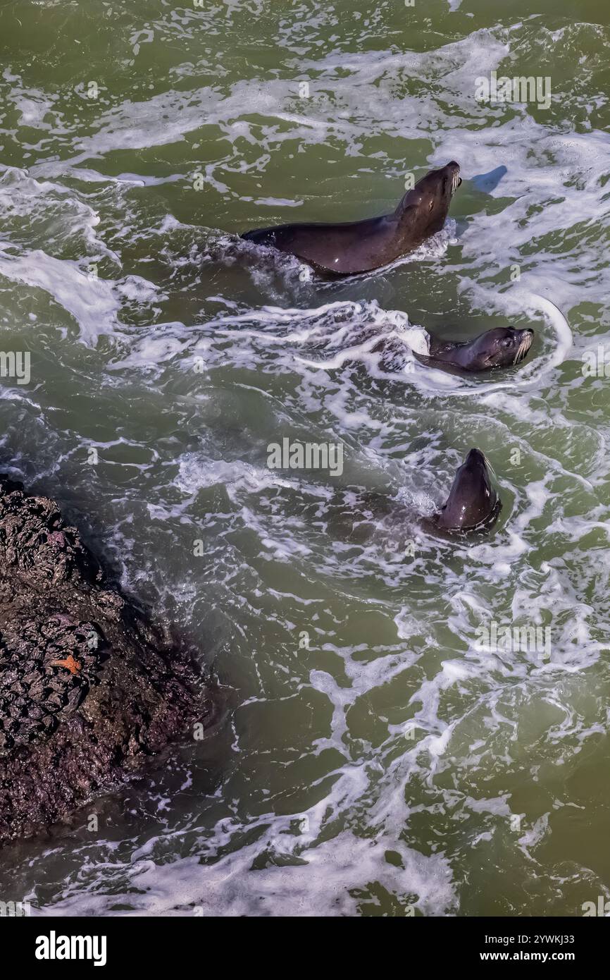 Steller Sea Lion, Eumetopias jubatus, in surf near the Sea Lion Caves ...