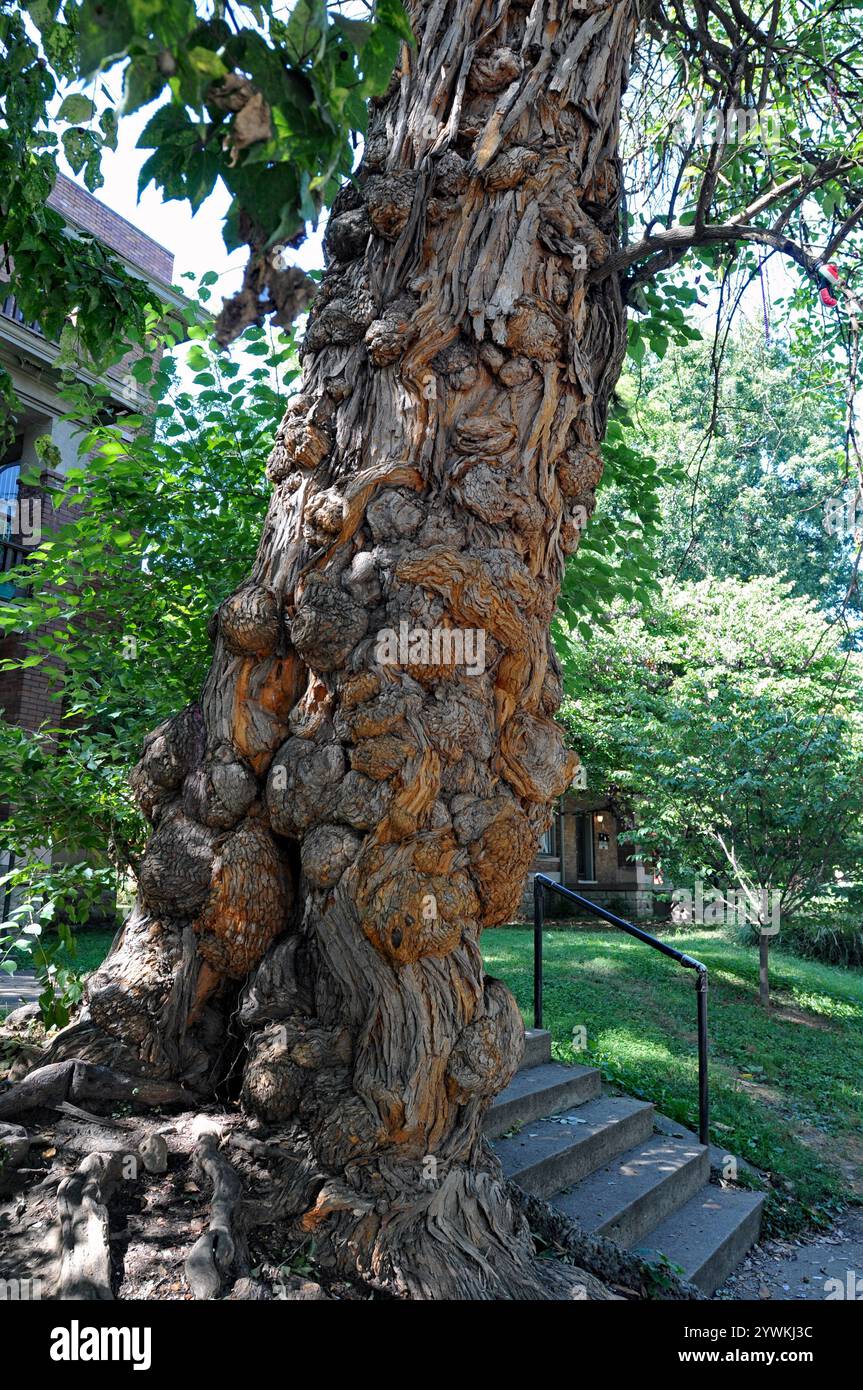 A gnarled tree known as the Witches’ Tree stands near Central Park in ...