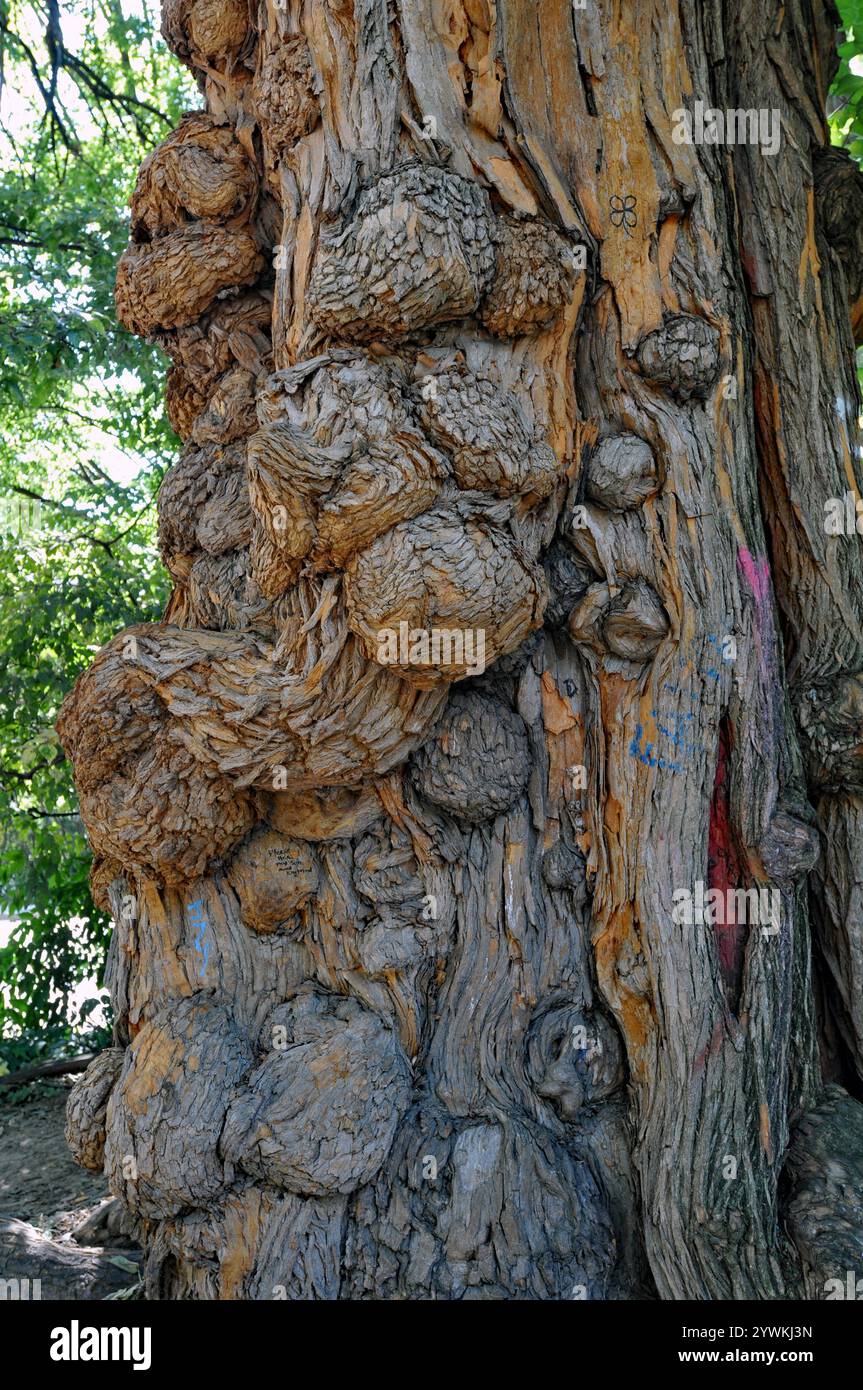 Detail showing the unusual growths and knots on the Witches’ Tree, a ...